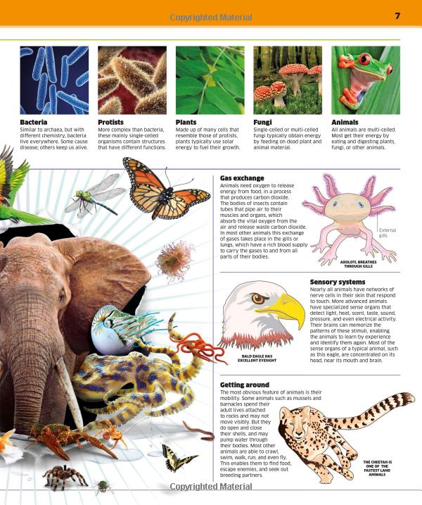 Knowledge Encyclopedia Animal - FAHASA.COM