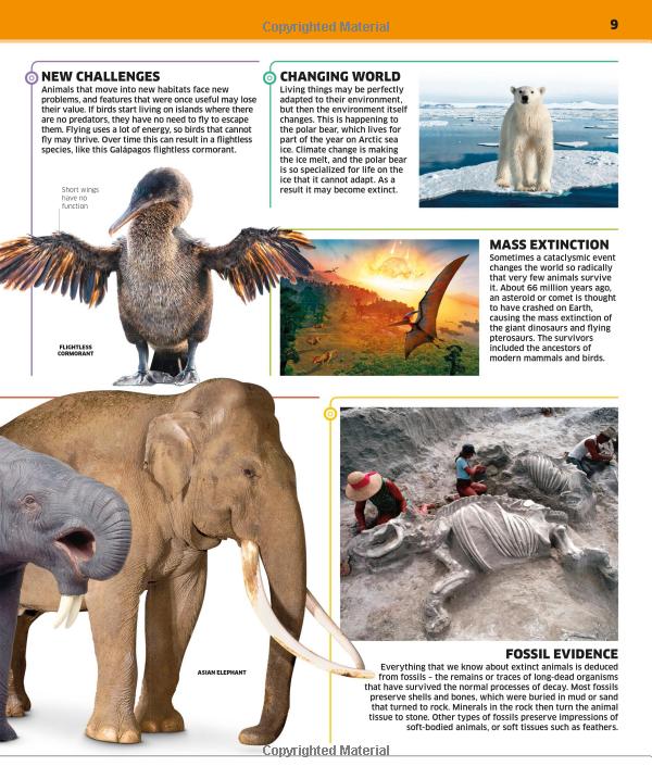 Knowledge Encyclopedia Animal - FAHASA.COM