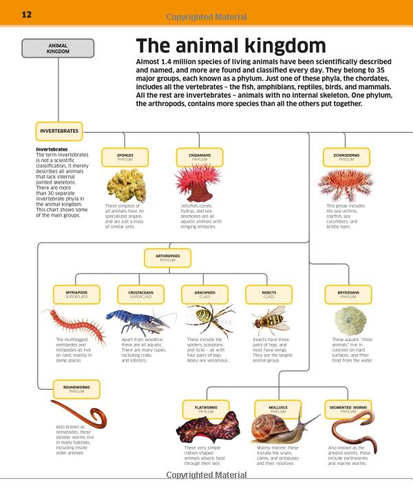 Knowledge Encyclopedia Animal - FAHASA.COM