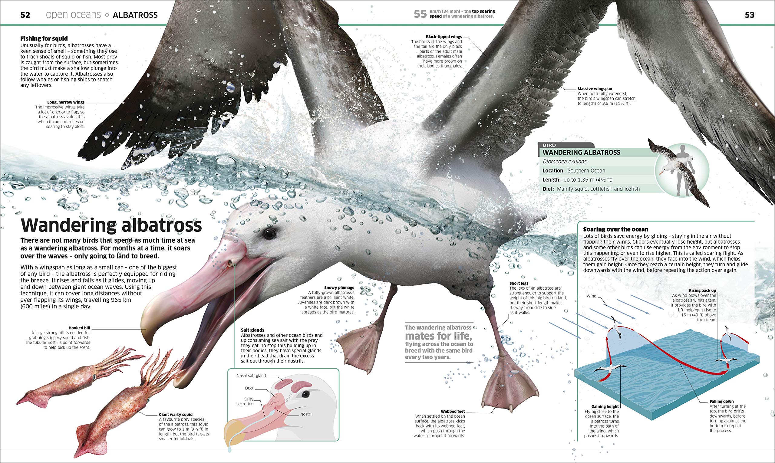 Knowledge Encyclopedia Ocean!: Our Watery World As You've Never Seen It ...