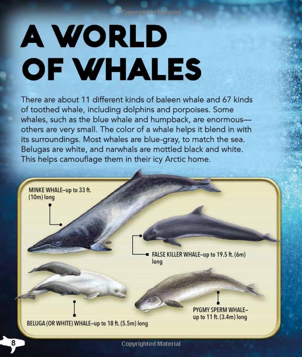 My Best Book Of Whales And Dolphins - FAHASA.COM