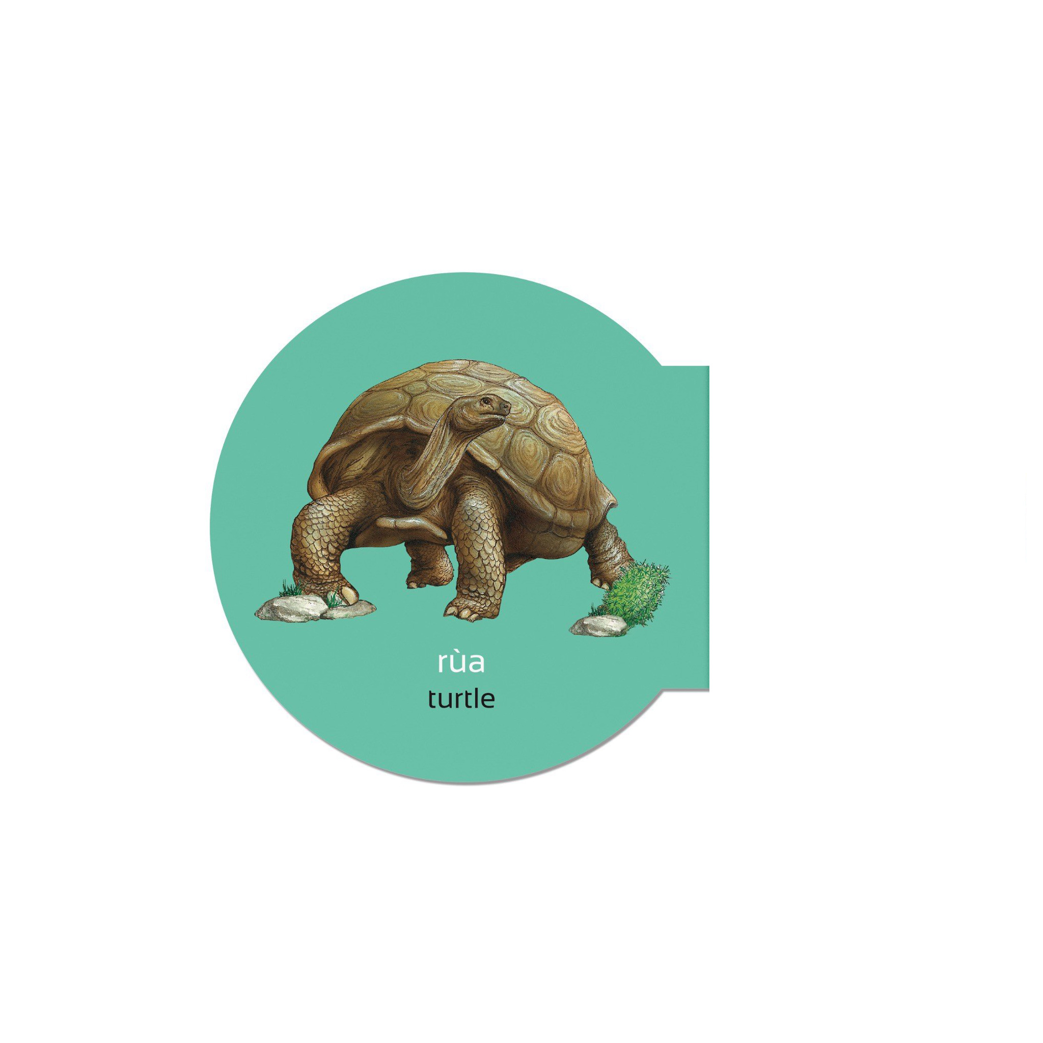 Sách Picture Dictionary - Từ Điển Bằng Hình - Insect And Reptile - Côn ...