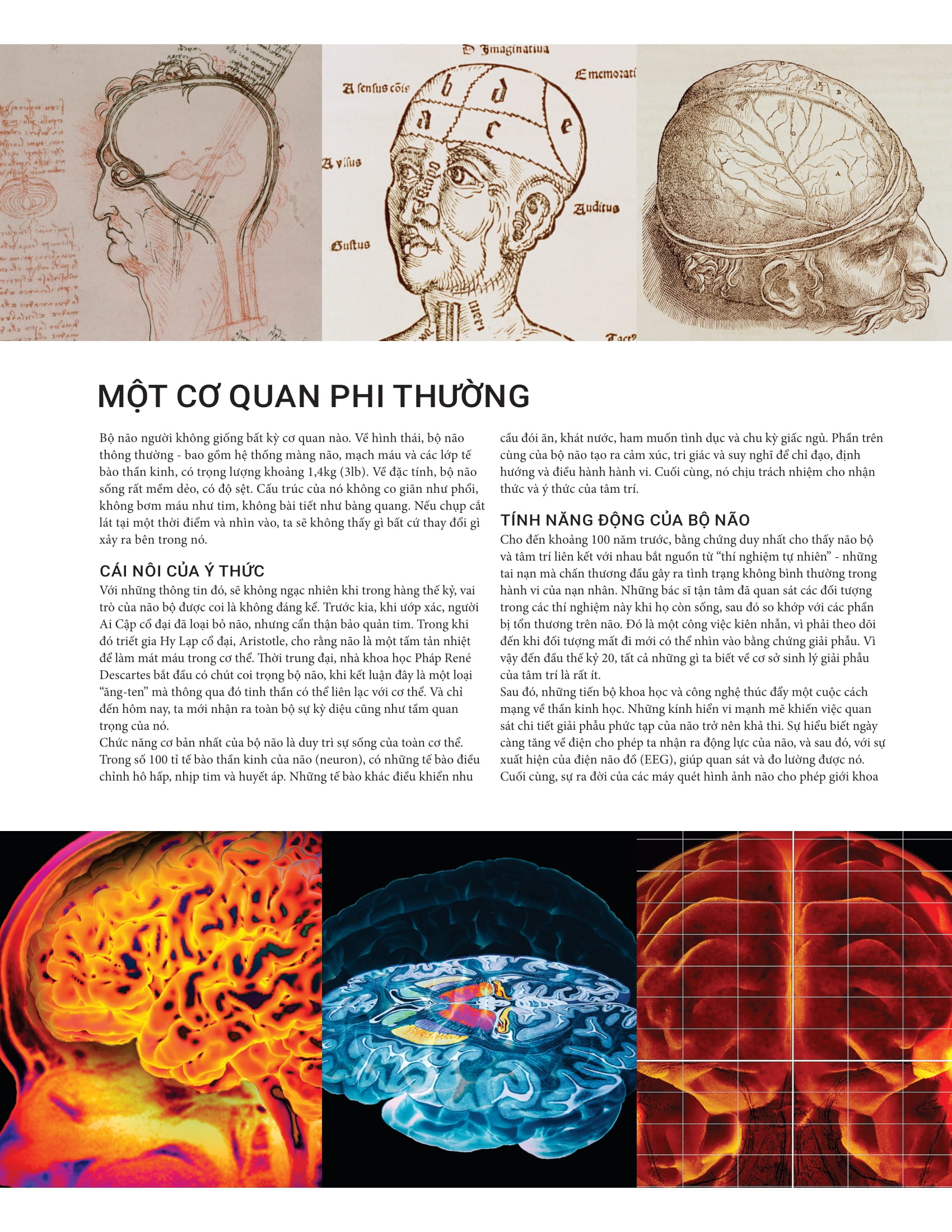 Sách The Brain Book - Não Chúng Ta Có Gì Và Làm Gì? - Bìa Cứng - FAHASA.COM