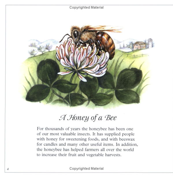 The Life And Times Of The Honeybee