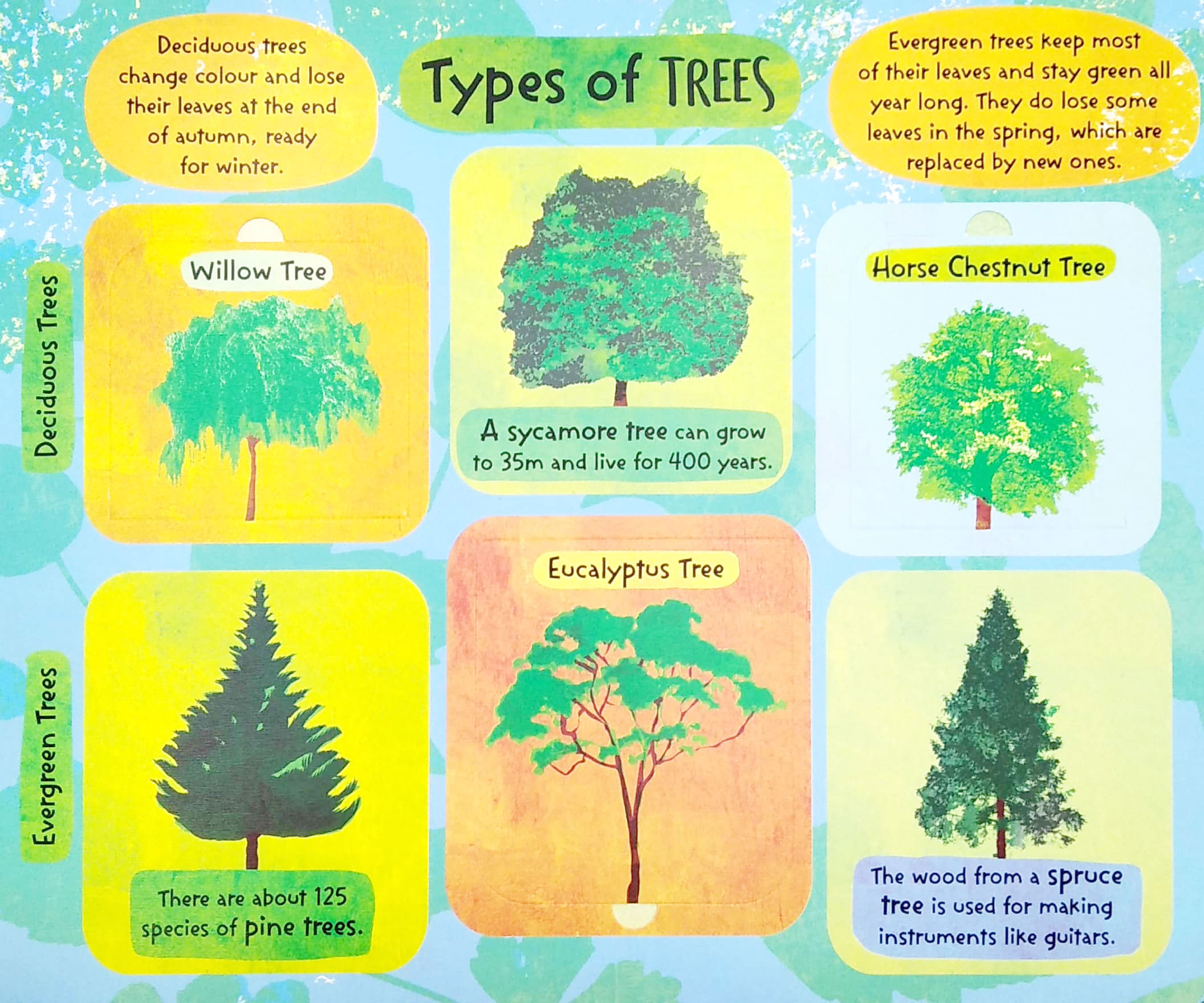 The Life Cycle Of Trees - FAHASA.COM