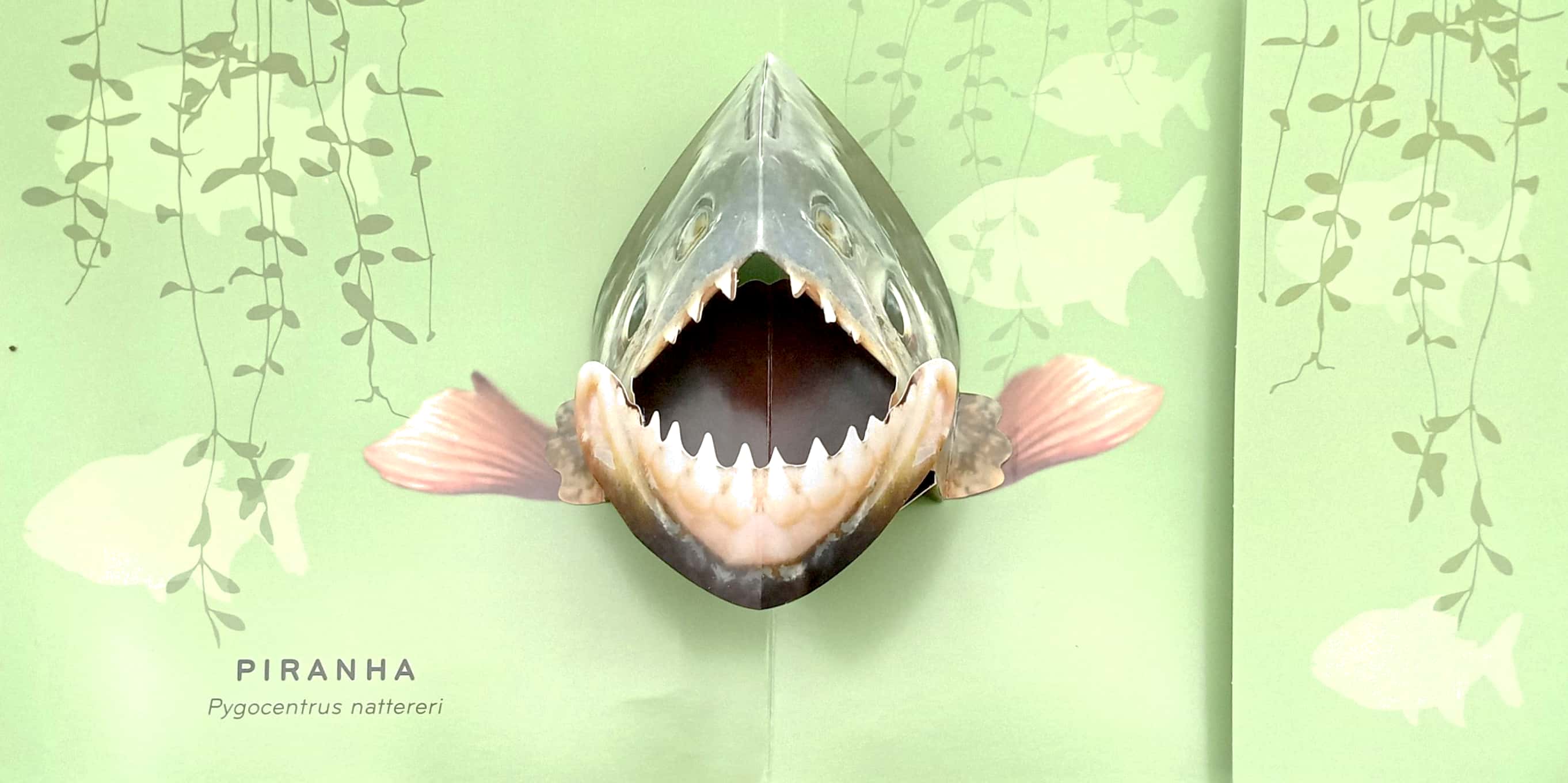 Tropical Fish: Pop-Up